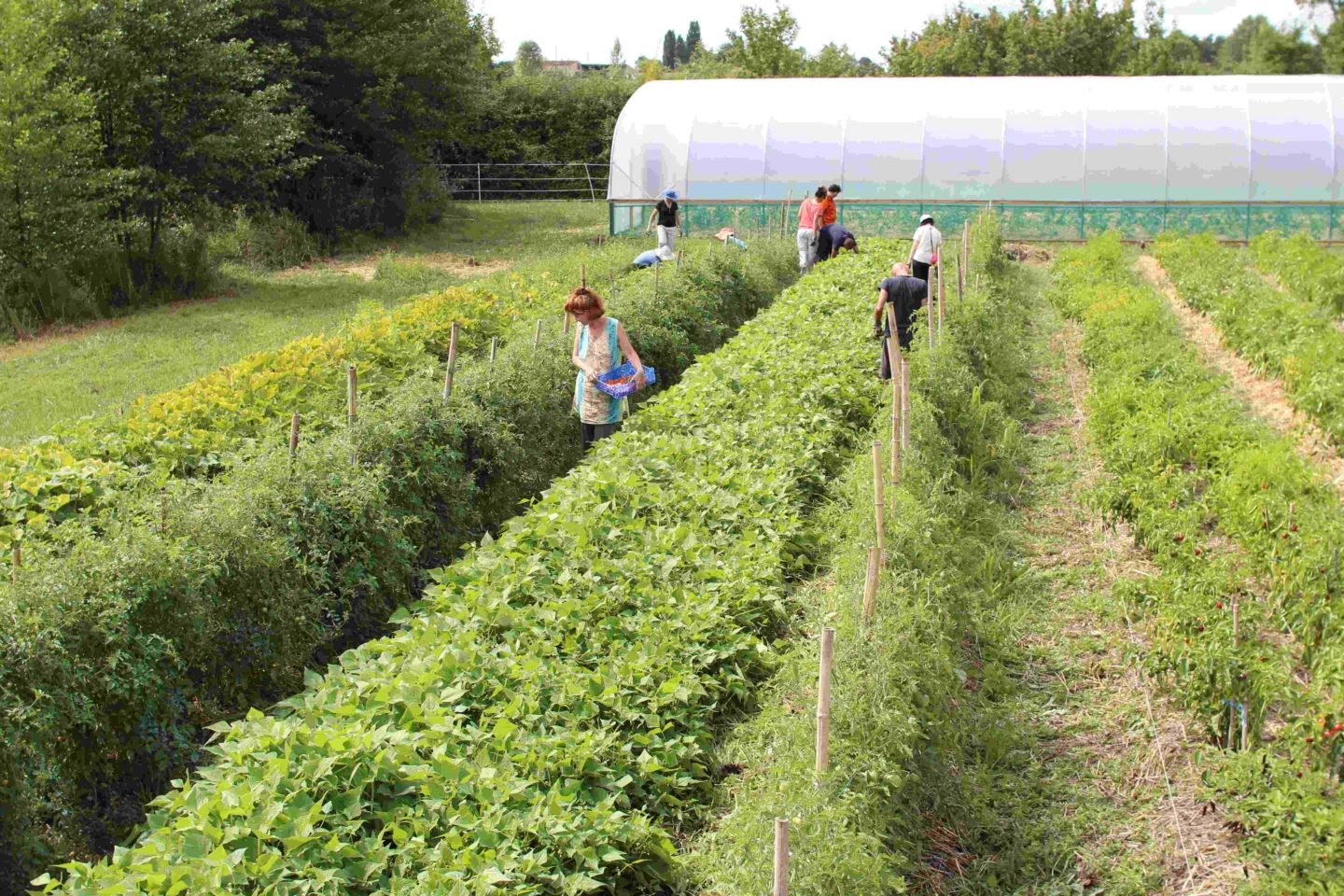 Our Farms | Happy Farms