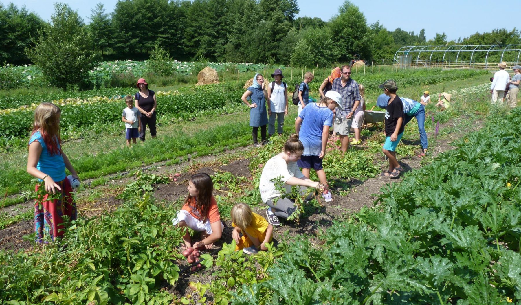 Methods – Happy Farms